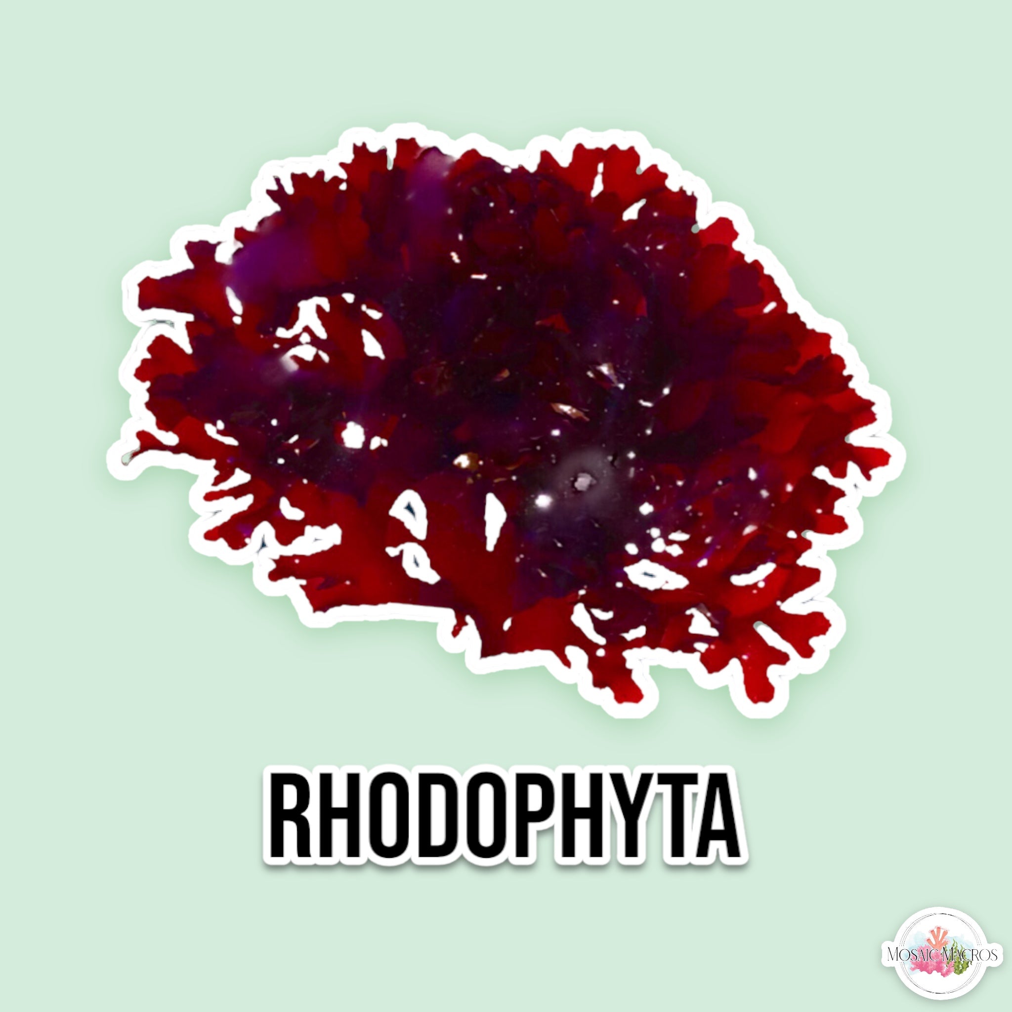 Rhodophyta (Red Algae) – MosaicMacros