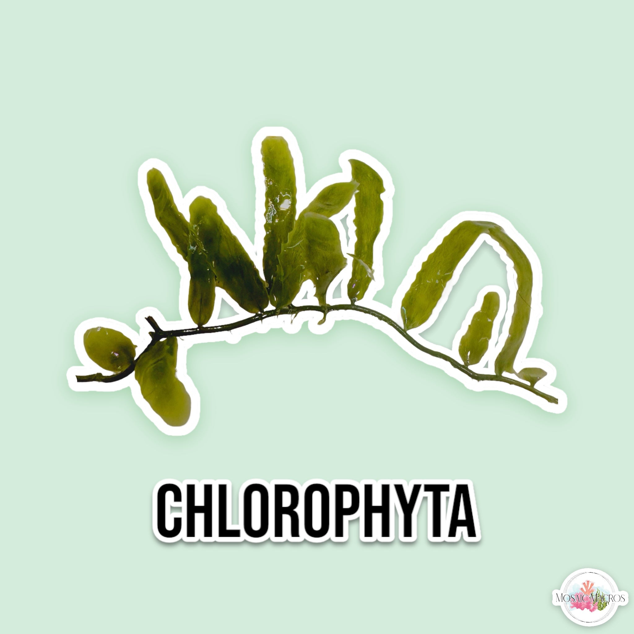 Chlorophyta (Green Algae) – MosaicMacros
