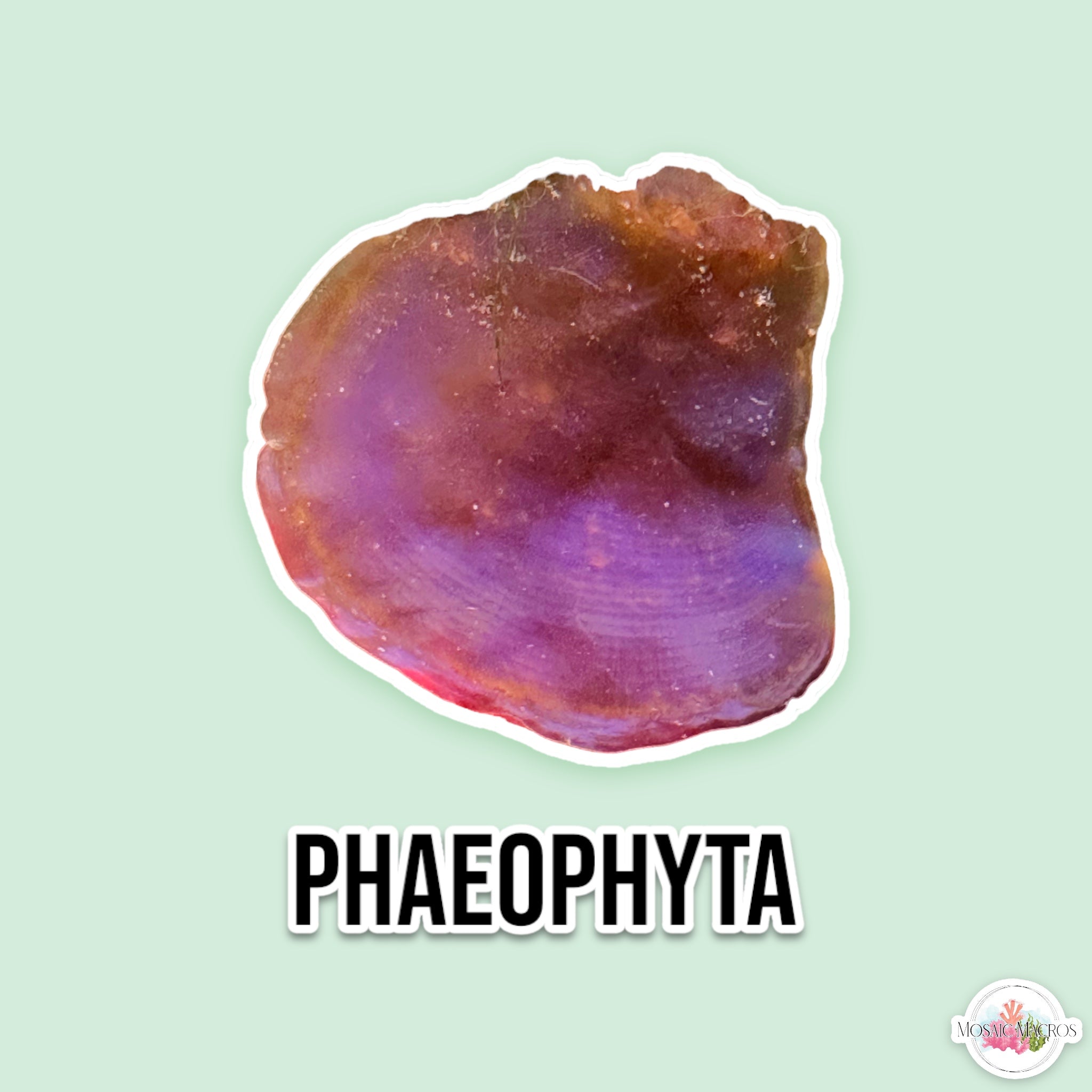 Phaeophyta (Brown Algae) – MosaicMacros