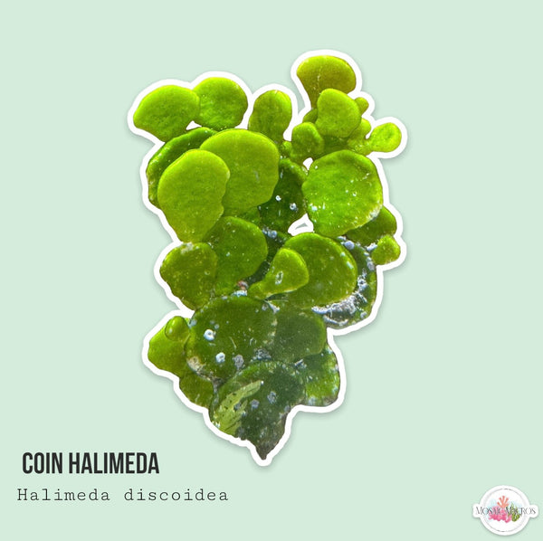 Coin Halimeda | Halimeda discoidea saltwater marine macroalgae plant ...