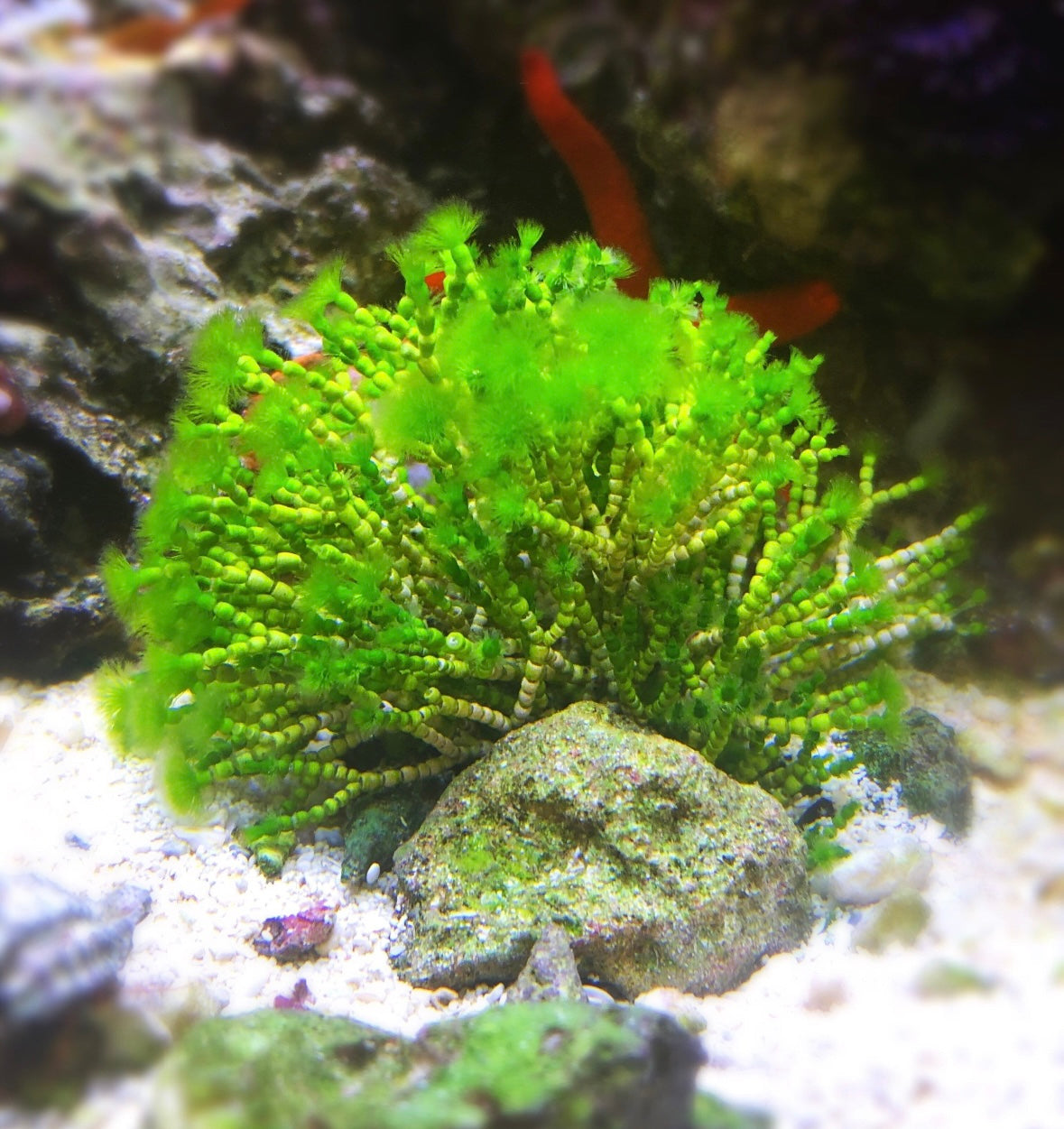 Jointed Tuft Macroalgae | Cymopolia barbata – MosaicMacros