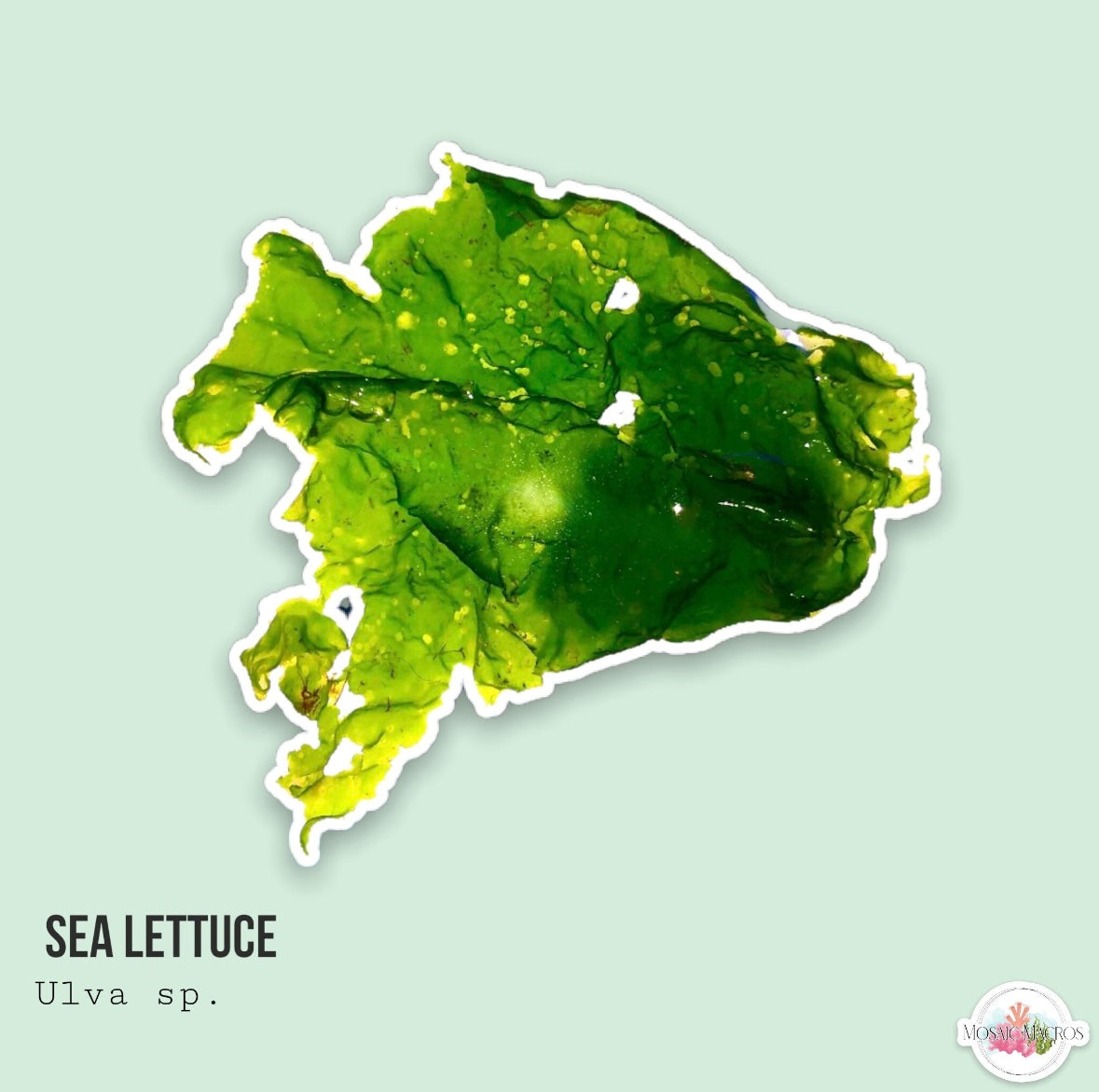 Sea Lettuce Macroalgae | Ulva sp. – MosaicMacros