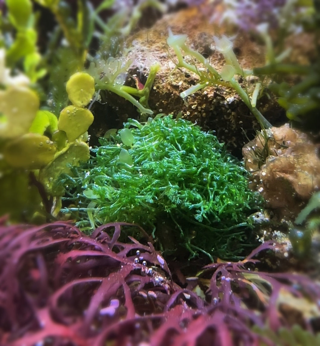 MosaicMacros - Saltwater Macroalgae for Sale for the Reef Tank