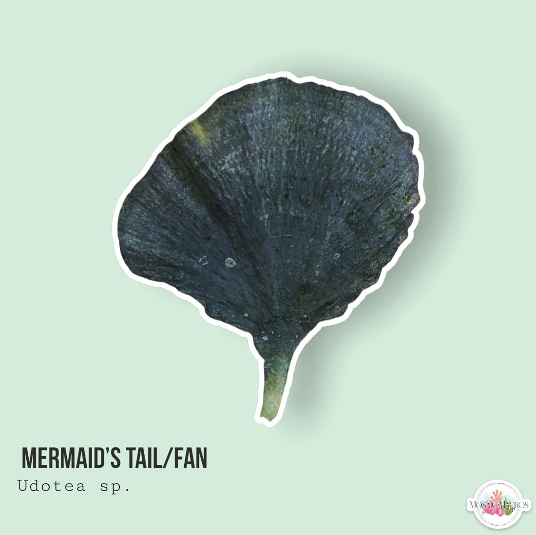 Mermaid’s Tail Macroalgae | Udotea sp. – MosaicMacros