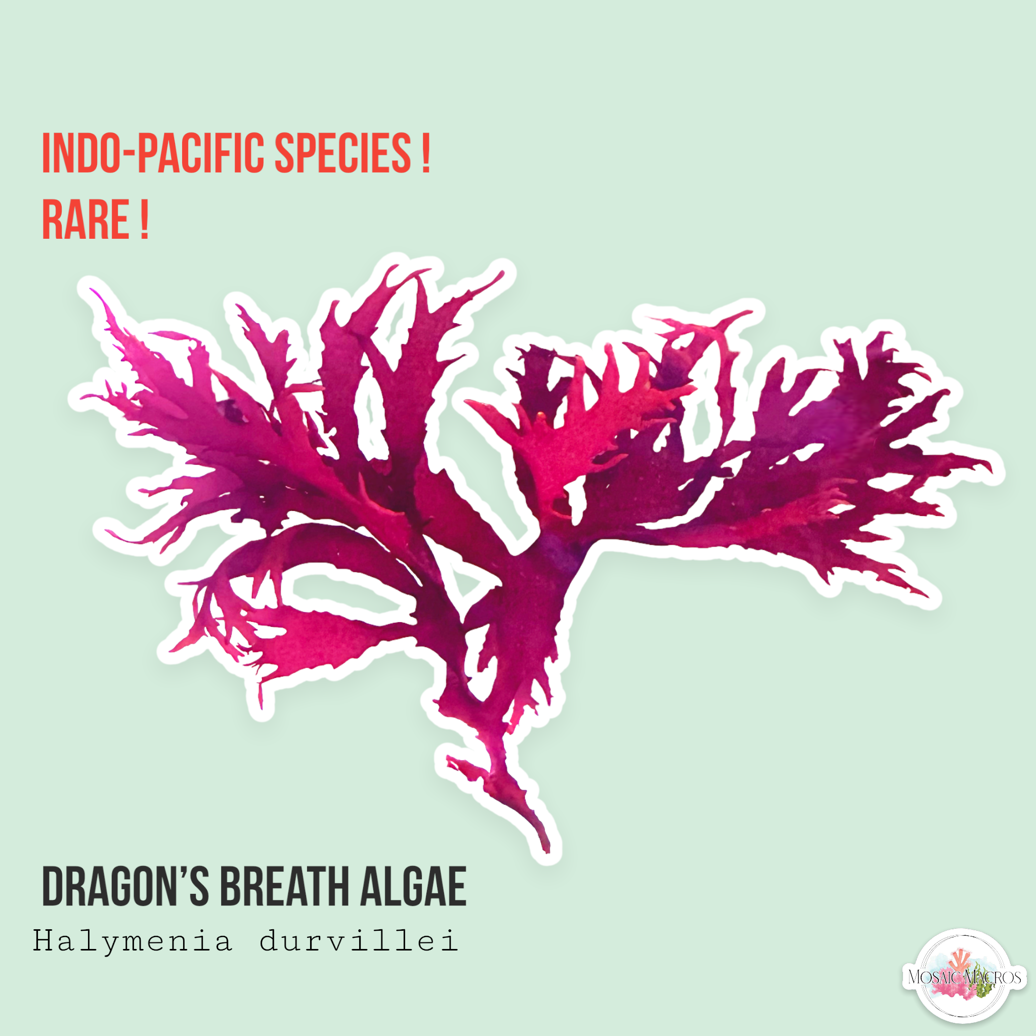 Rhodophyta (Red Algae) – MosaicMacros