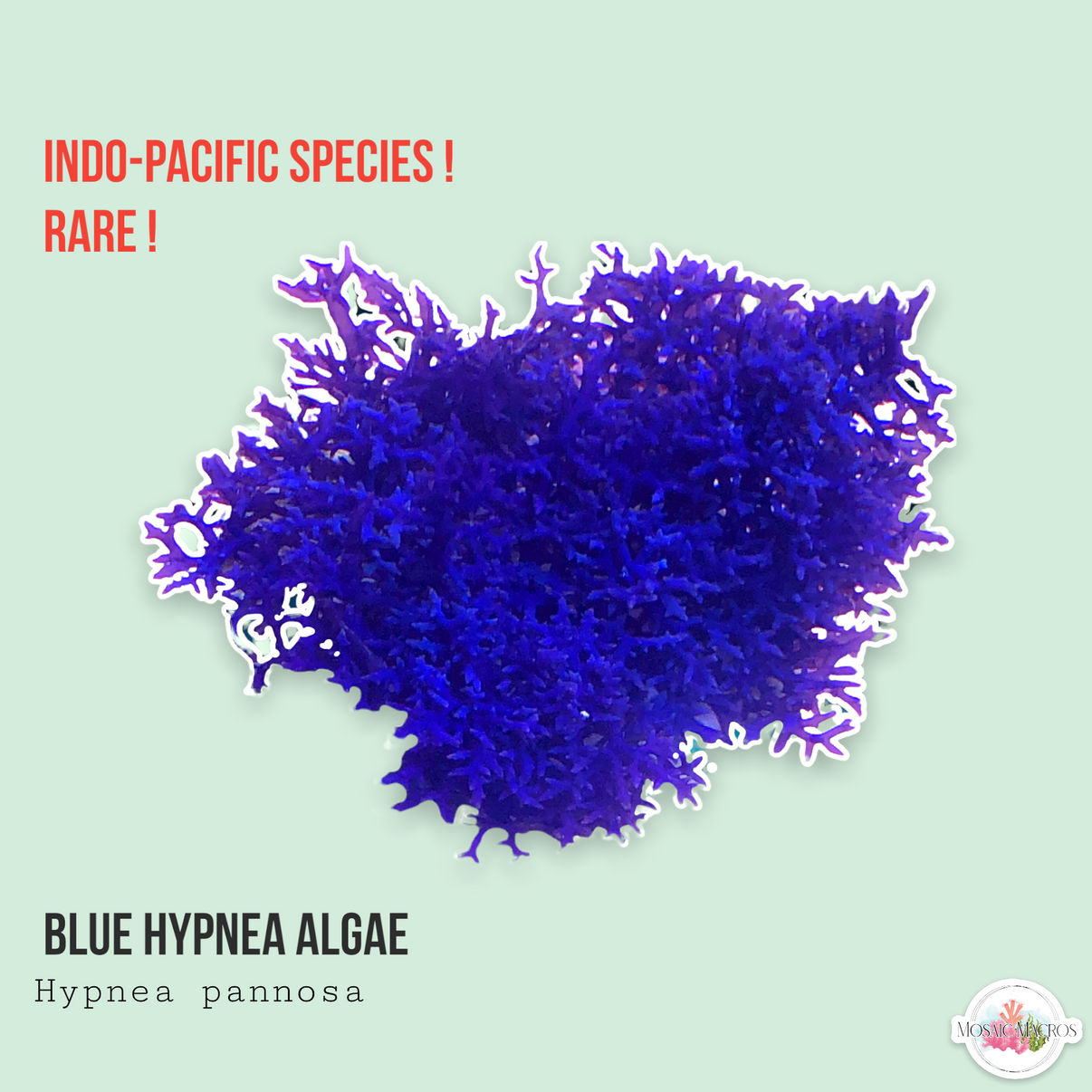 Blue Hypnea | Hypnea pannosa marine saltwater macroalgae plant ...