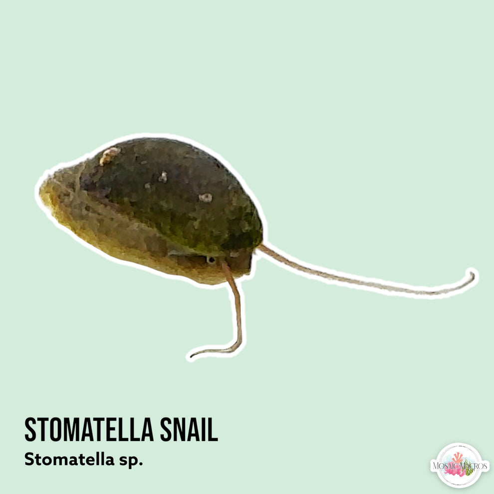 Stomatella Snail | Stomatella sp. – MosaicMacros