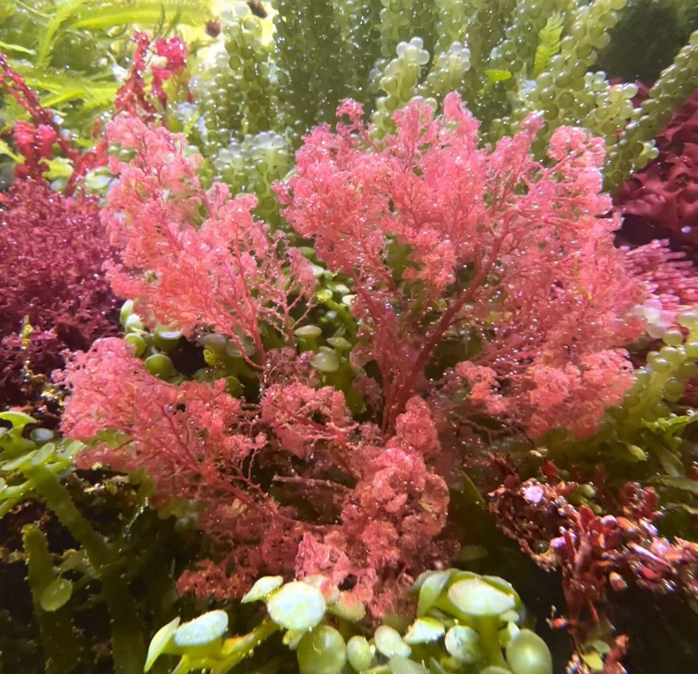 Flamingo Feather Algae | Heterosiphonia gibbesii – MosaicMacros