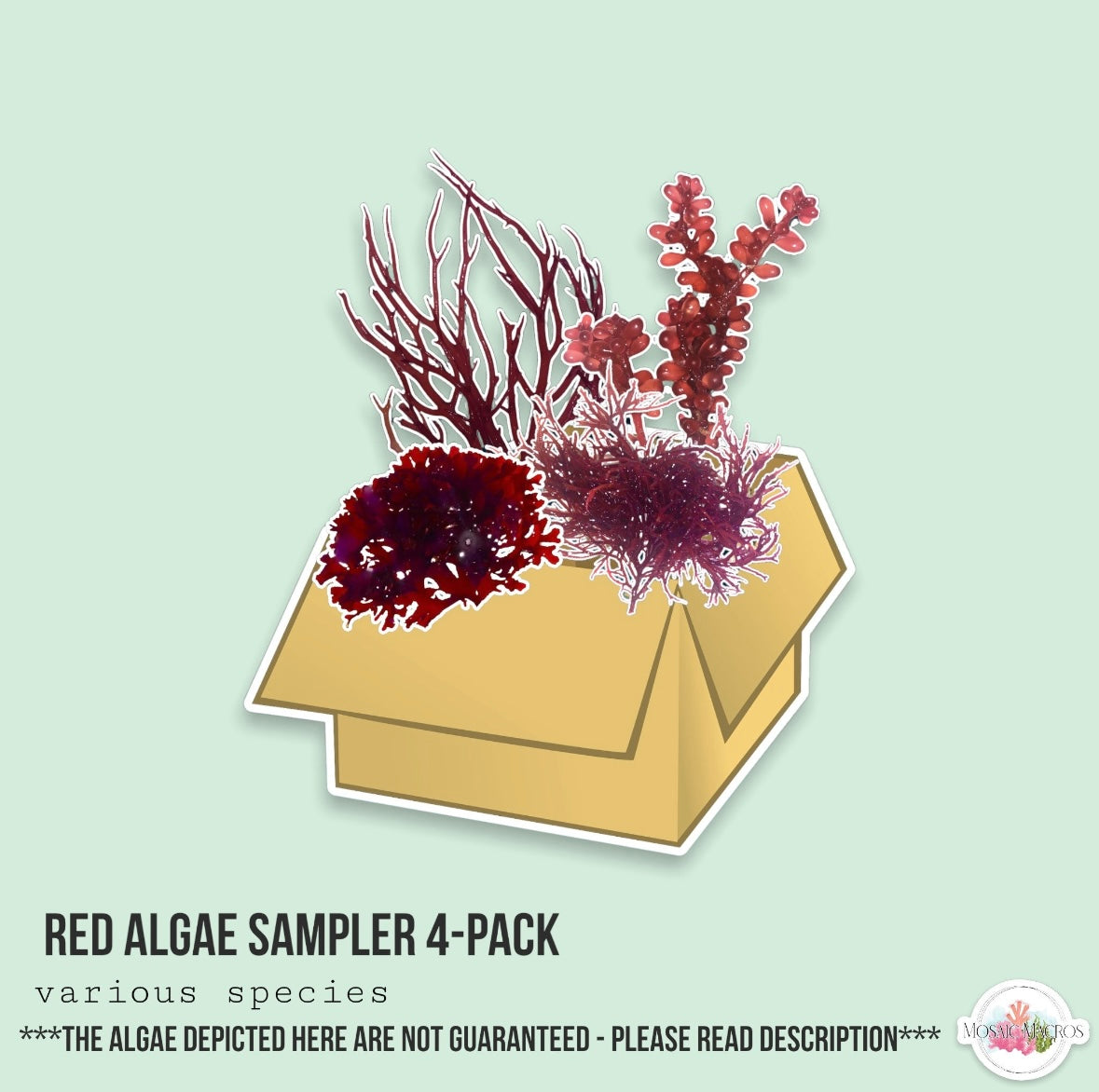 4-Pack Red Macroalgae Bundle | Various Species – MosaicMacros