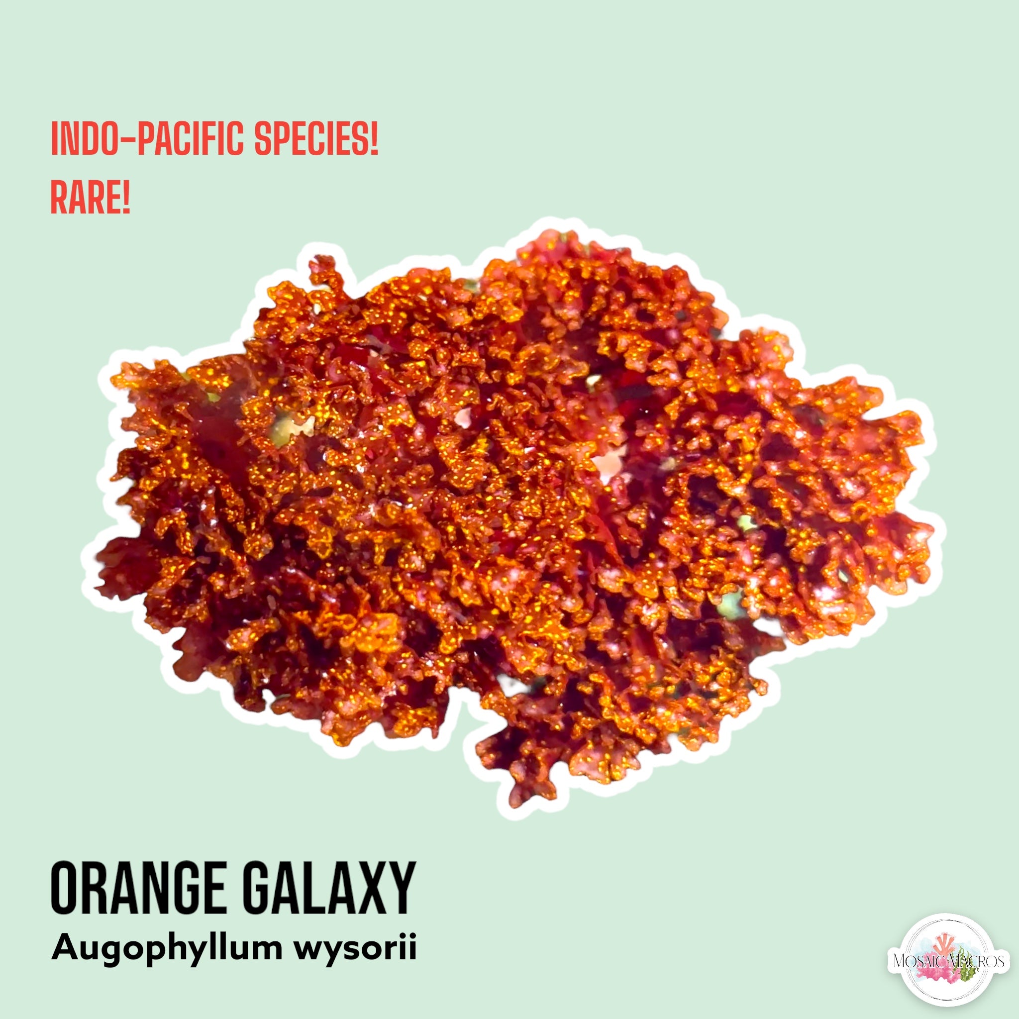 Orange Galaxy Algae | Augophyllum wysorii – MosaicMacros