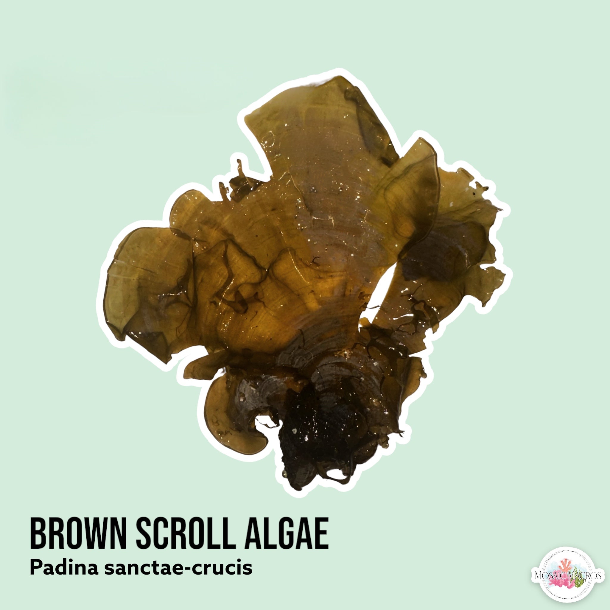 Brown Scroll Algae | Padina sanctae-crucis saltwater marine macroalgae ...