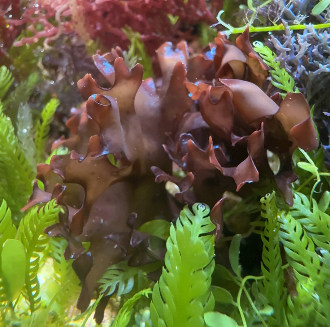 MosaicMacros - Saltwater Macroalgae for Sale for the Reef Tank