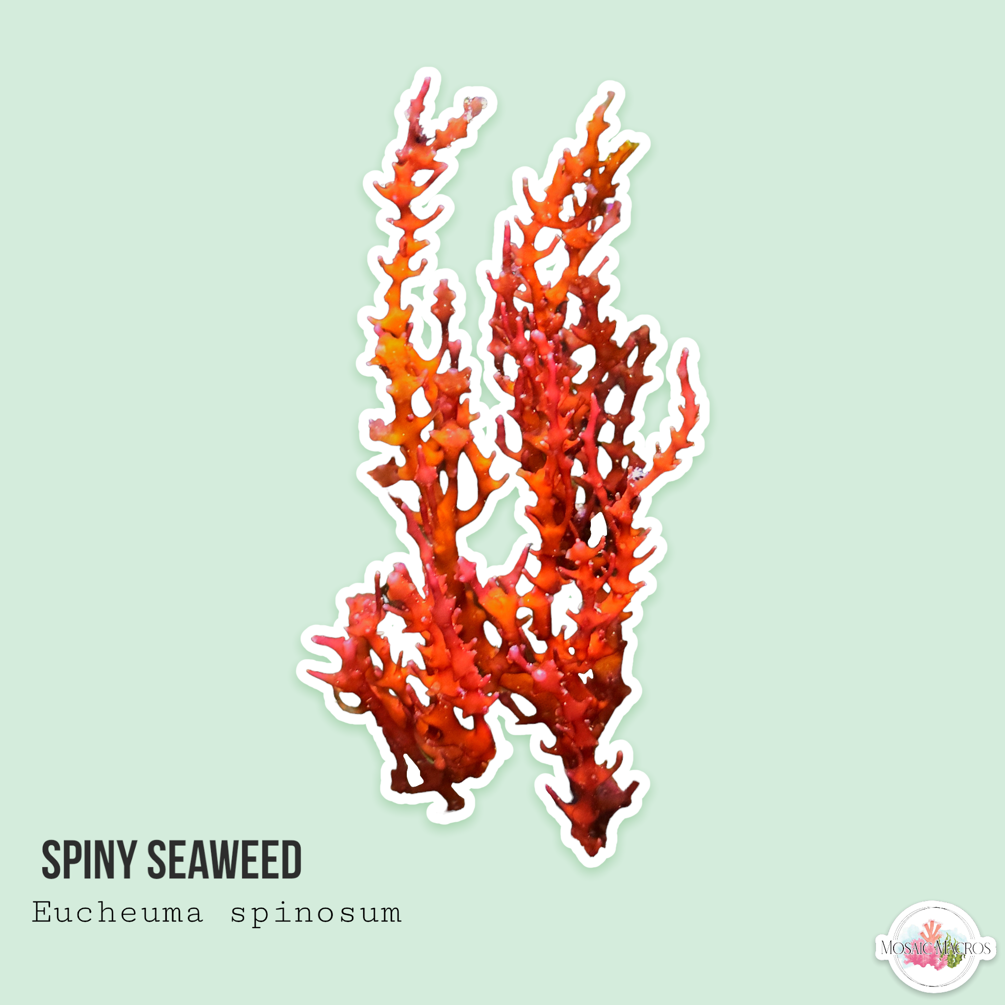 Spiny Seaweed | Euchema spinnosum – MosaicMacros