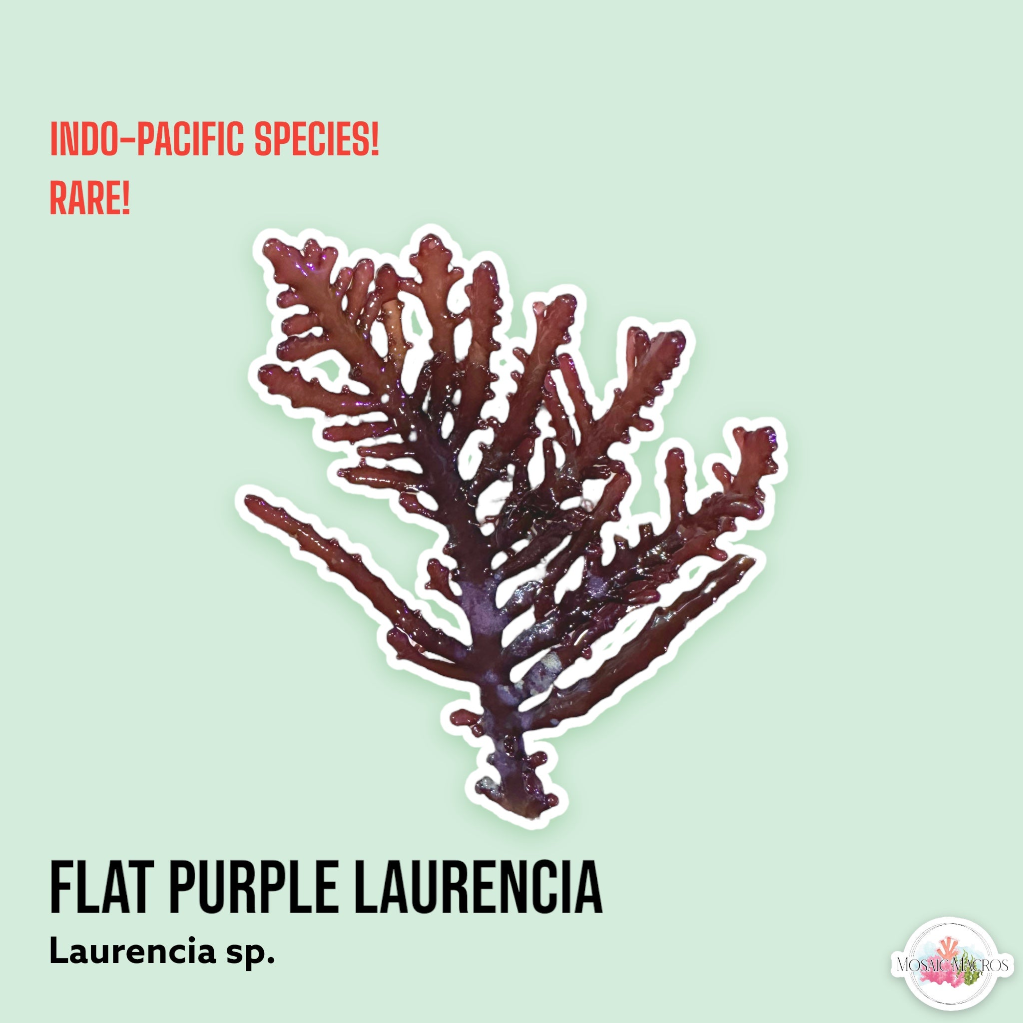 Flat Purple Laurencia | Laurencia sp. saltwater marine macroalgae plant ...
