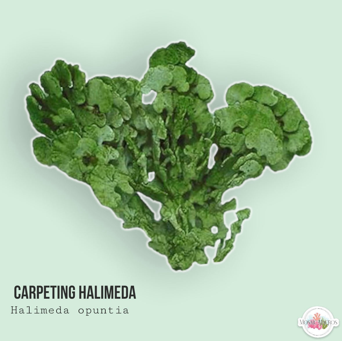 Carpeting Halimeda | Halimeda opuntia saltwater marine macroalgae plant ...