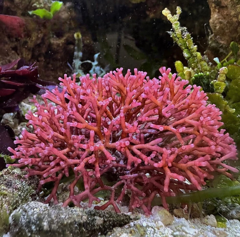 Tubular Thicket Macroalgae | Galaxaura rugosa – MosaicMacros