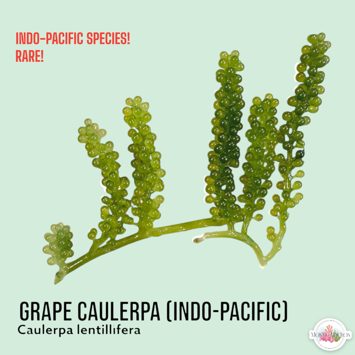 Sea Grapes Caulerpa Macroalgae | Caulerpa lentillifera – MosaicMacros