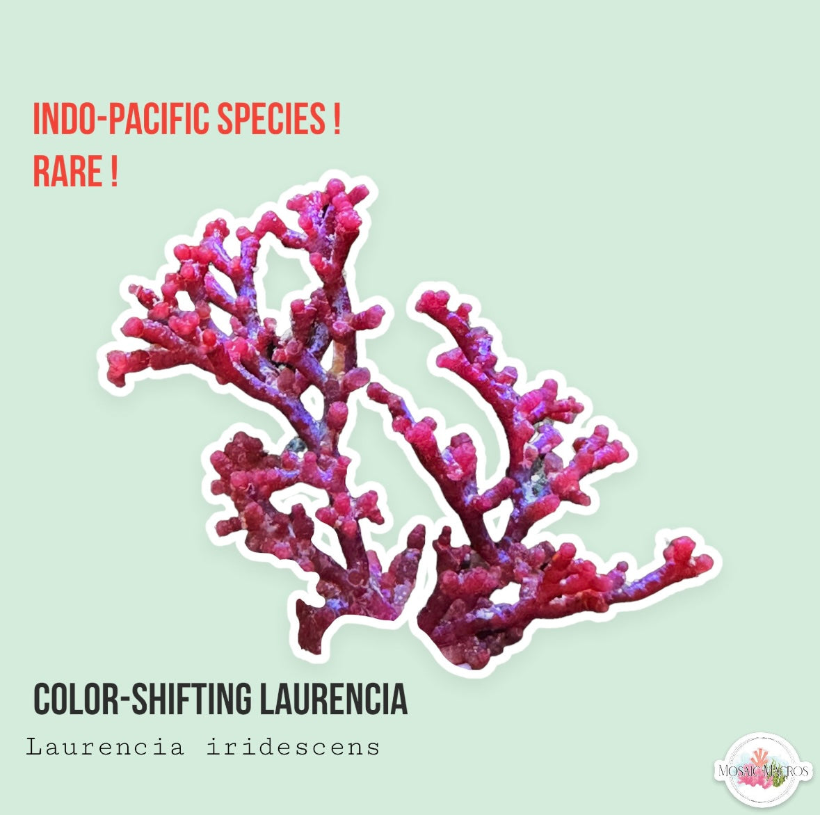 Color-Shifting Laurencia | Laurencia iridescens – MosaicMacros