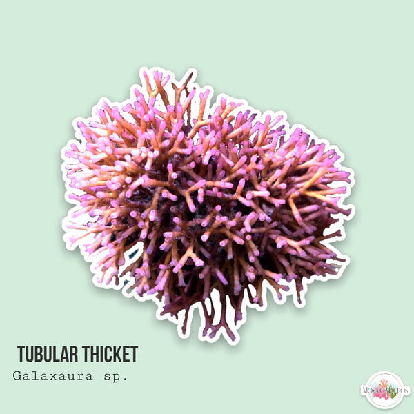 Tubular Thicket Macroalgae | Galaxaura rugosa – MosaicMacros