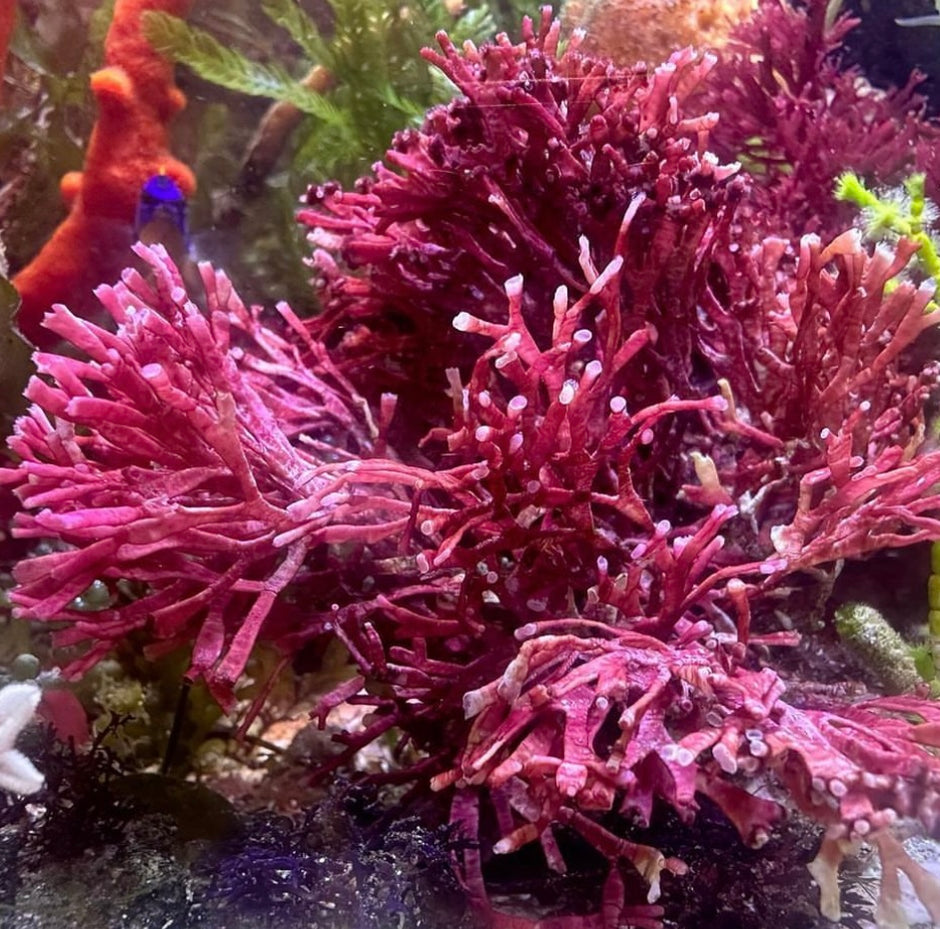 Rhodophyta (Red Algae) – Page 2 – MosaicMacros