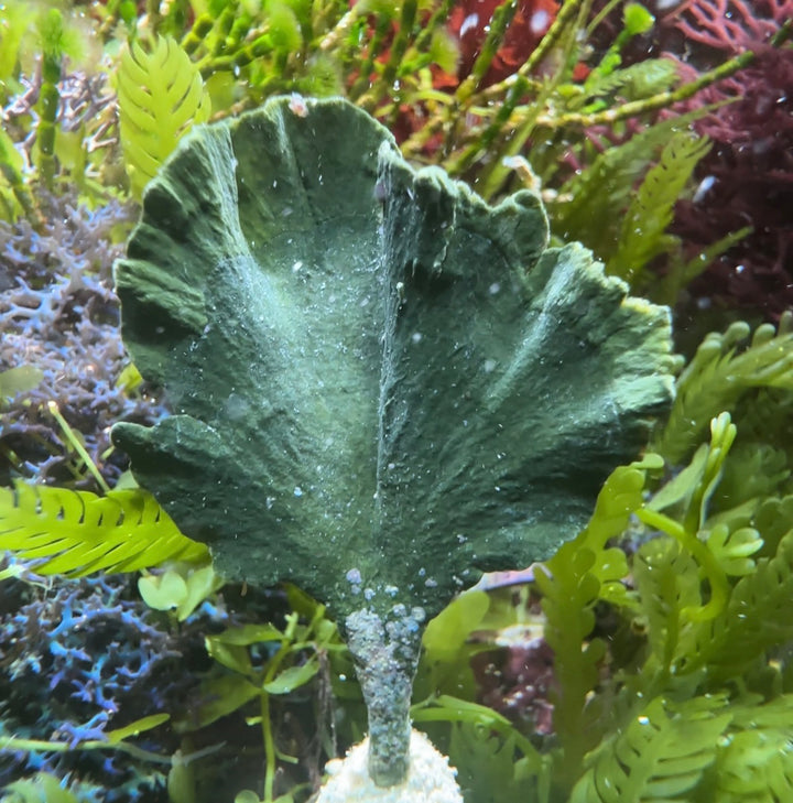 Chlorophyta (Green Algae) – Page 2 – MosaicMacros