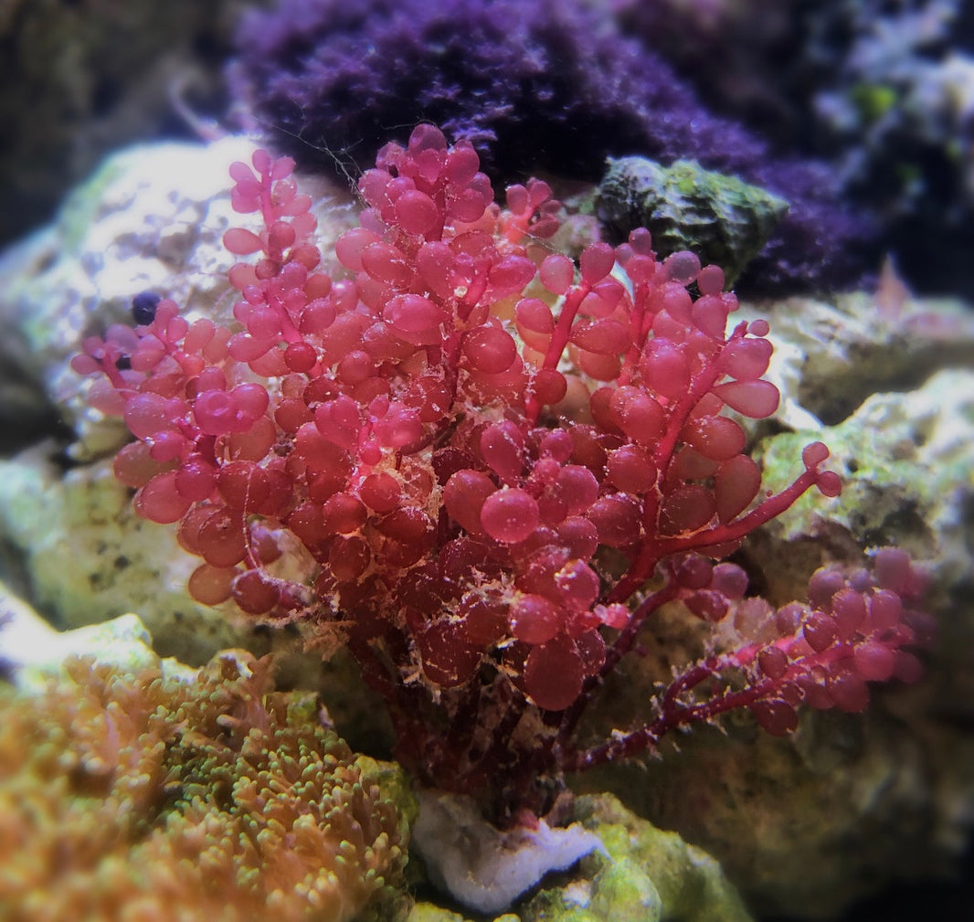 Rhodophyta (Red Algae) – MosaicMacros