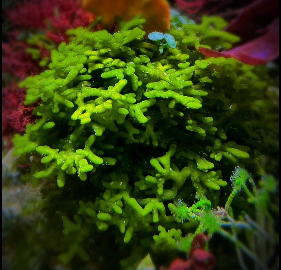 Lime Green Codium Macroalgae | Codium sp. – MosaicMacros