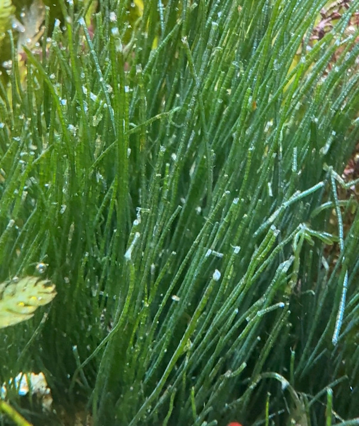 Seagrass Chaeto Macroalgae | Chaetomorpha sp. – MosaicMacros