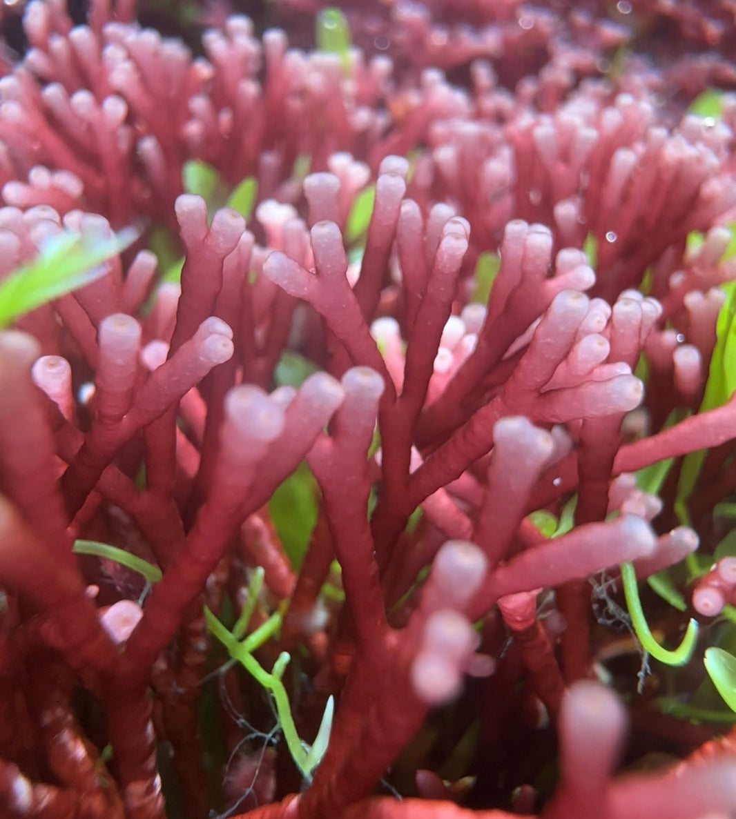 MosaicMacros - Saltwater Macroalgae for Sale for the Reef Tank