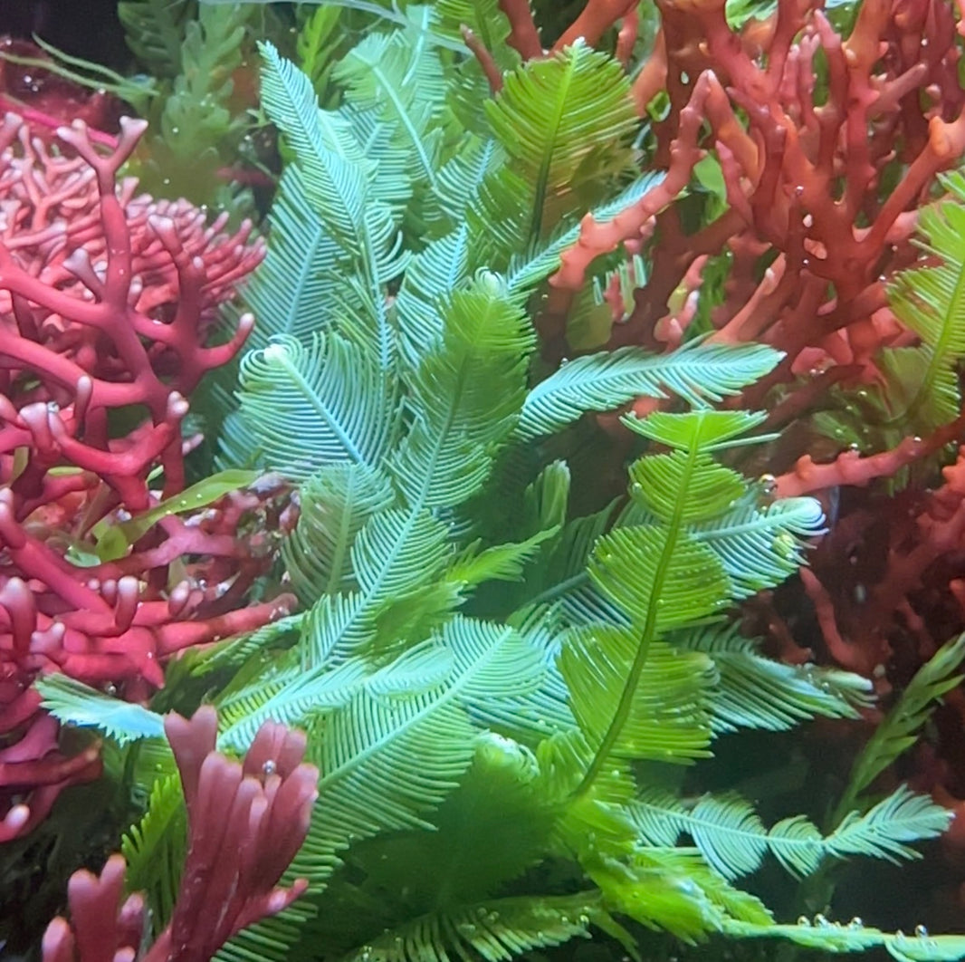 Chlorophyta (Green Algae) – MosaicMacros