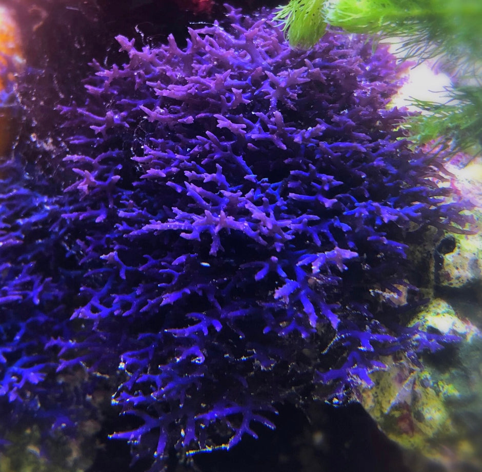 Rhodophyta (Red Algae) – MosaicMacros