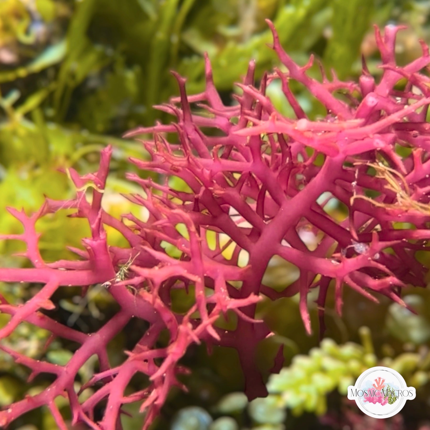 Succulent Seaweed Macroalgae | Sarcodiotheca gaudichaudii – MosaicMacros