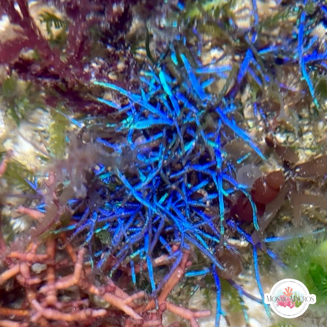 Blue Live Wire Macroalgae | Coelothrix irregularis – MosaicMacros
