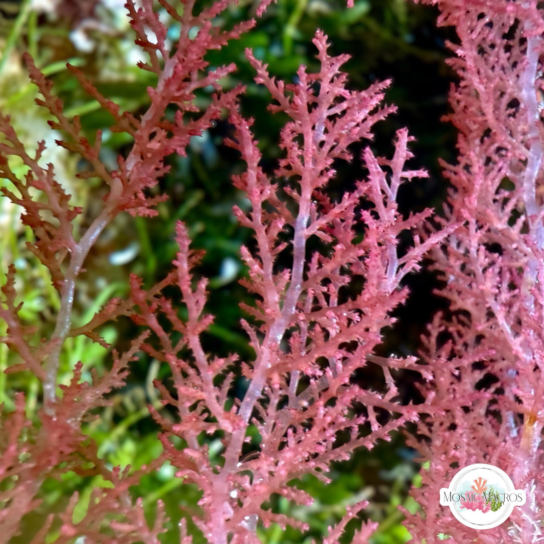 MosaicMacros - Saltwater Macroalgae for Sale for the Reef Tank