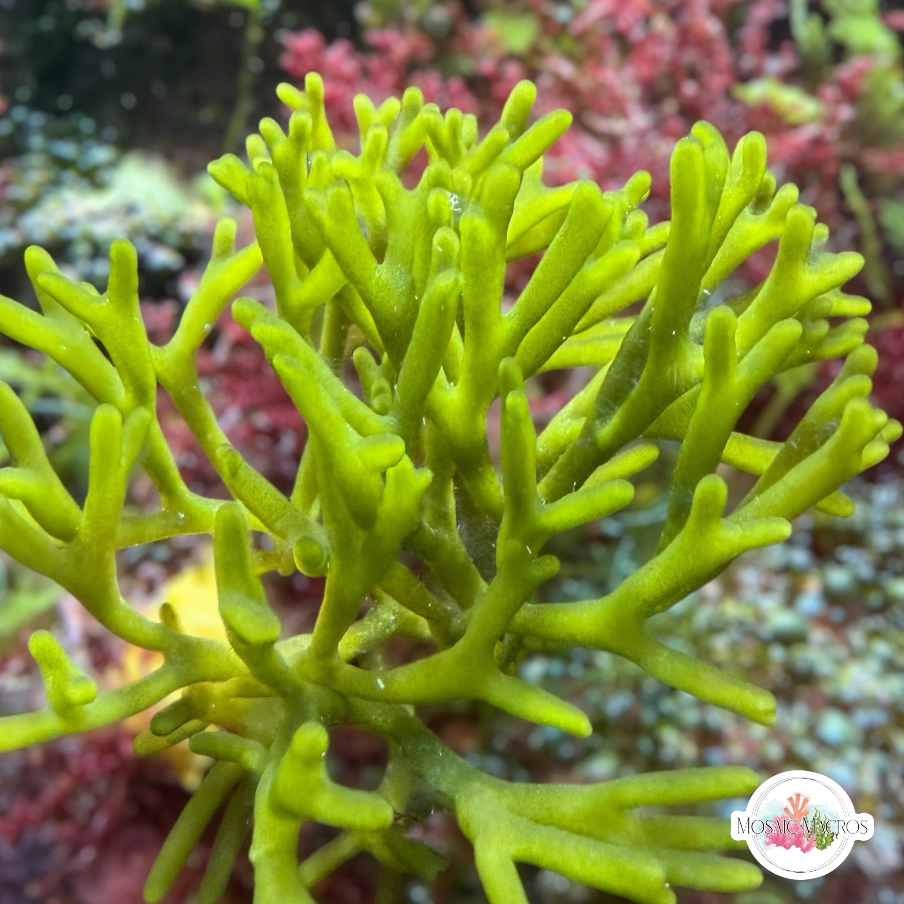 Codium Macroalgae | Codium fragile – MosaicMacros