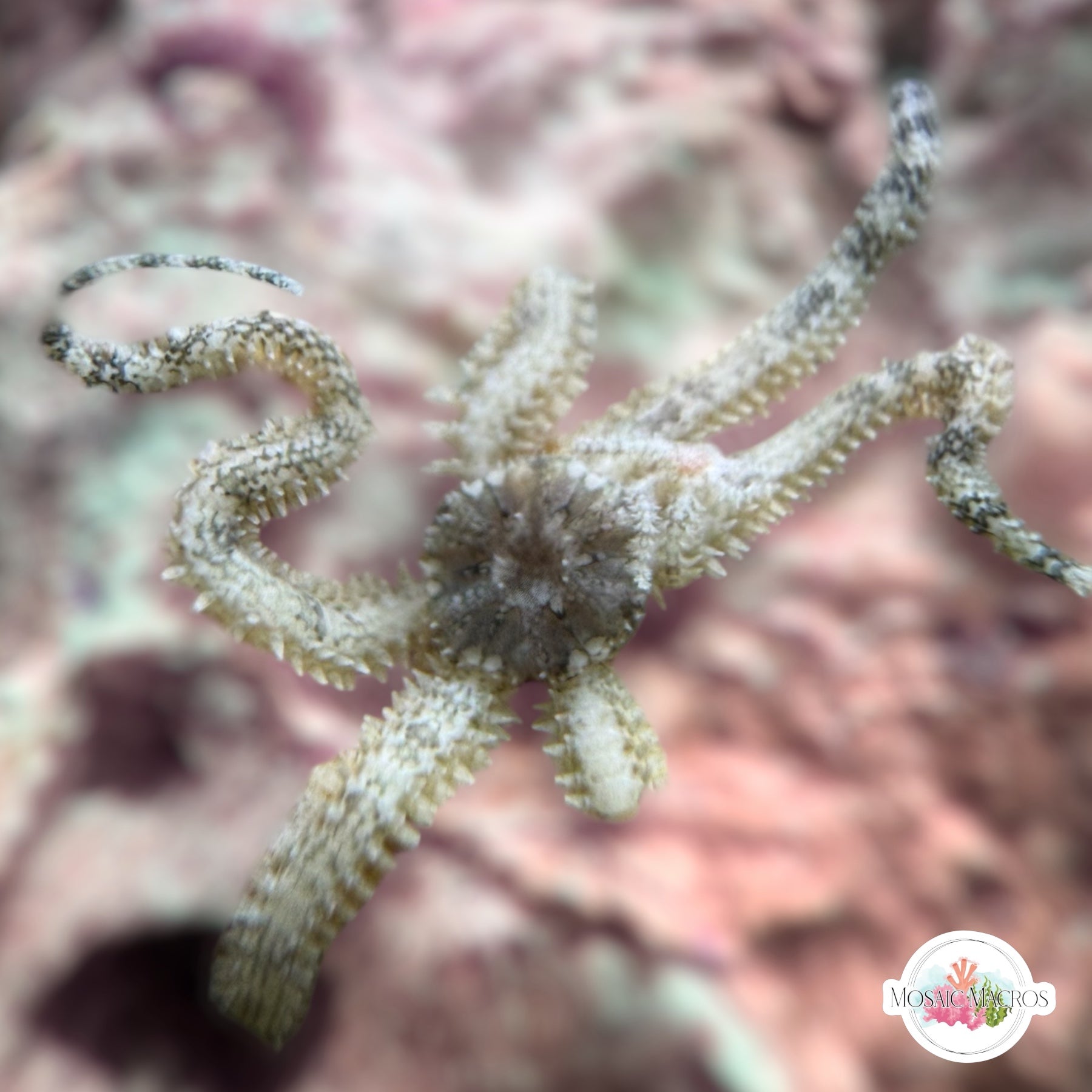 Micro Brittle Star | Ophiuroids spp. – MosaicMacros