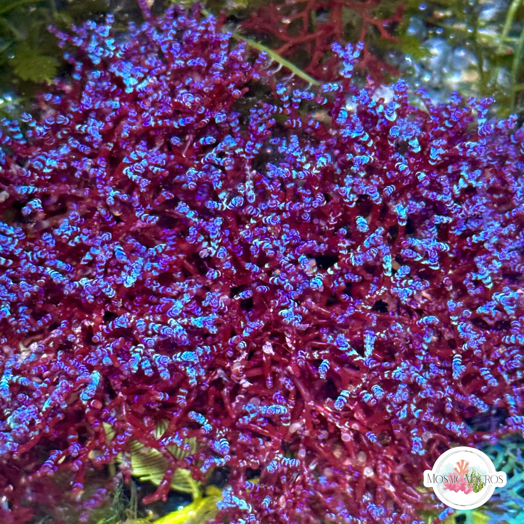 Iridescent Blue Species – MosaicMacros