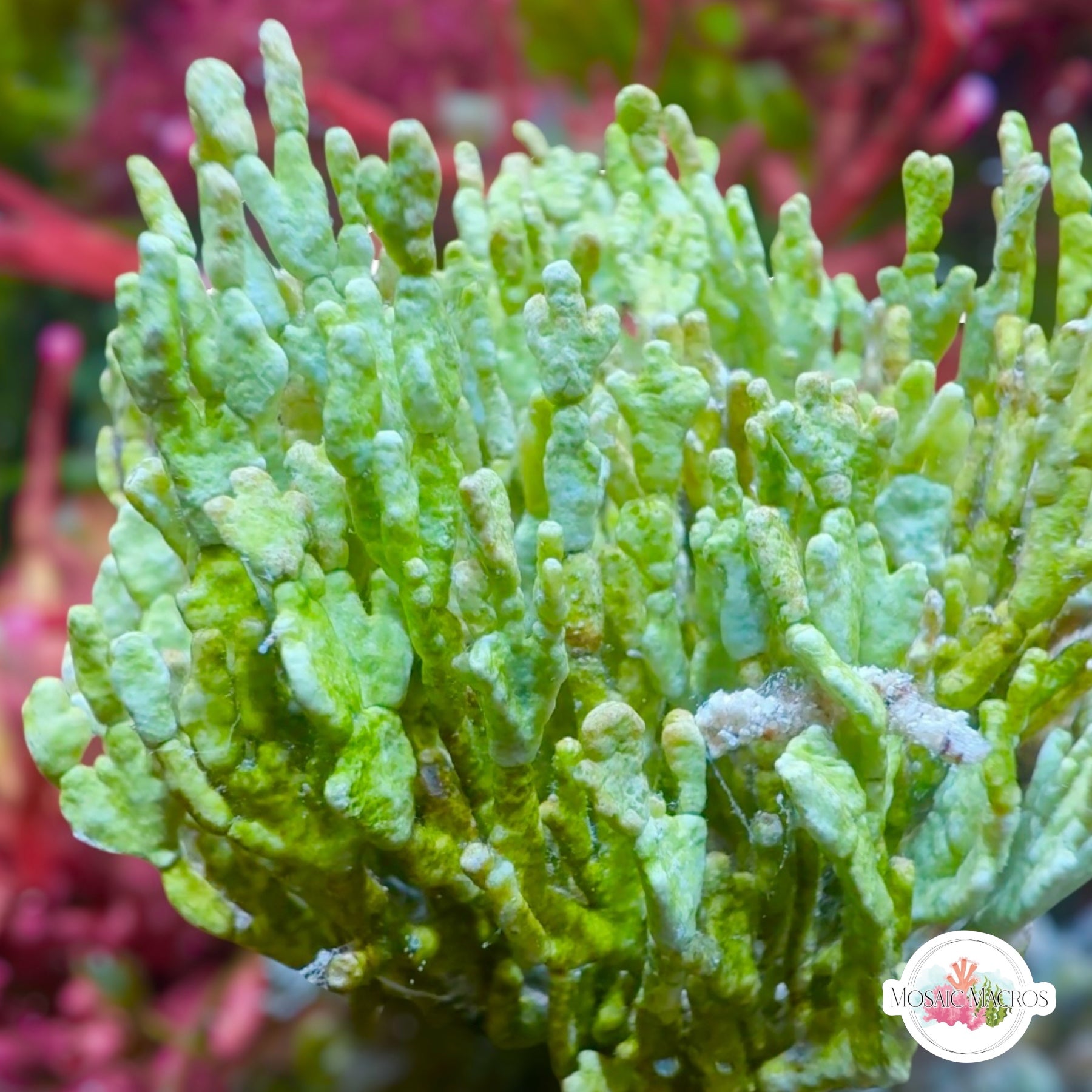 Forked Halimeda Macroalgae | Halimeda incrassata – MosaicMacros