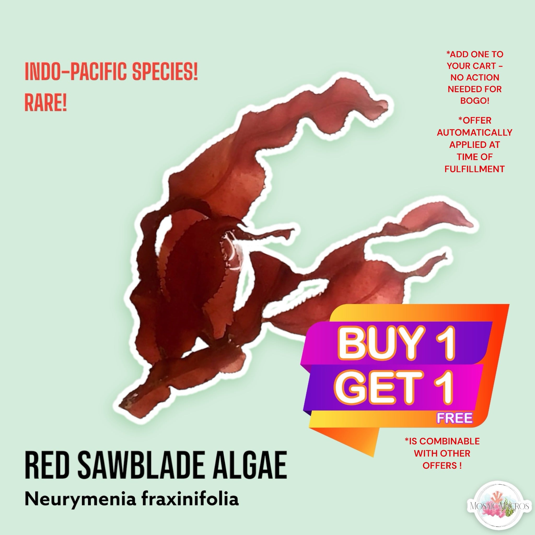 Rhodophyta (Red Algae) – MosaicMacros