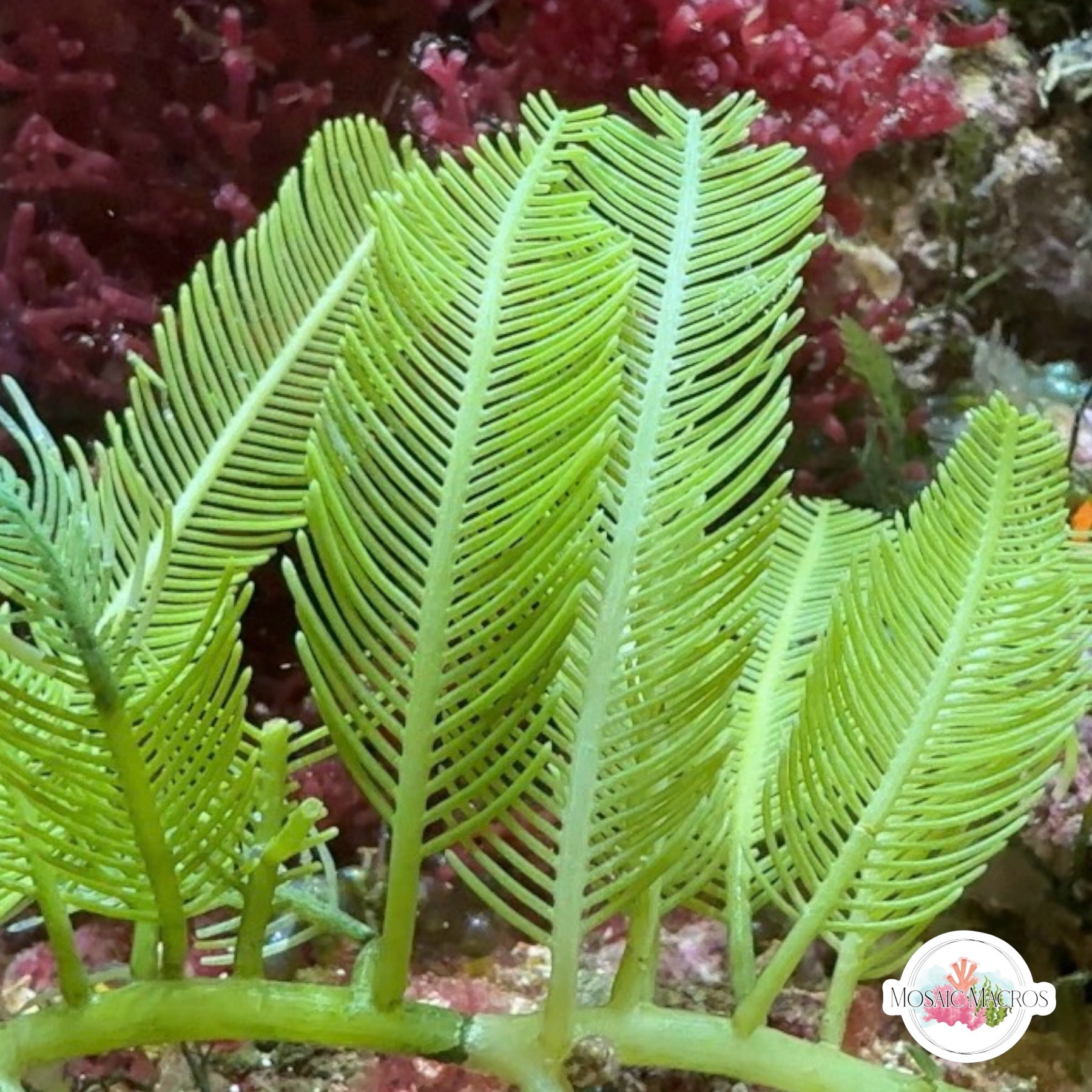 Feather Caulerpa Macroalgae | Caulerpa sertularoides – MosaicMacros