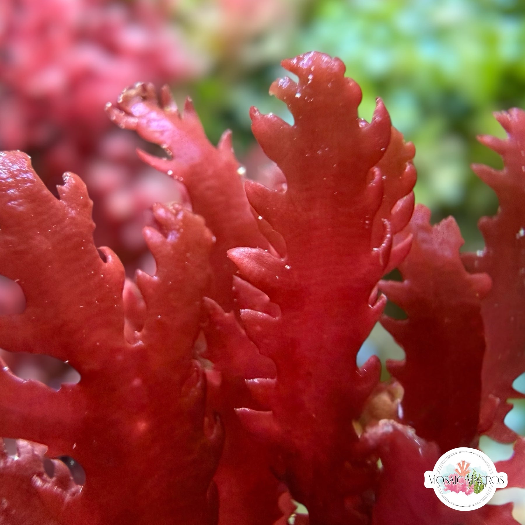 MosaicMacros - Saltwater Macroalgae for Sale for the Reef Tank