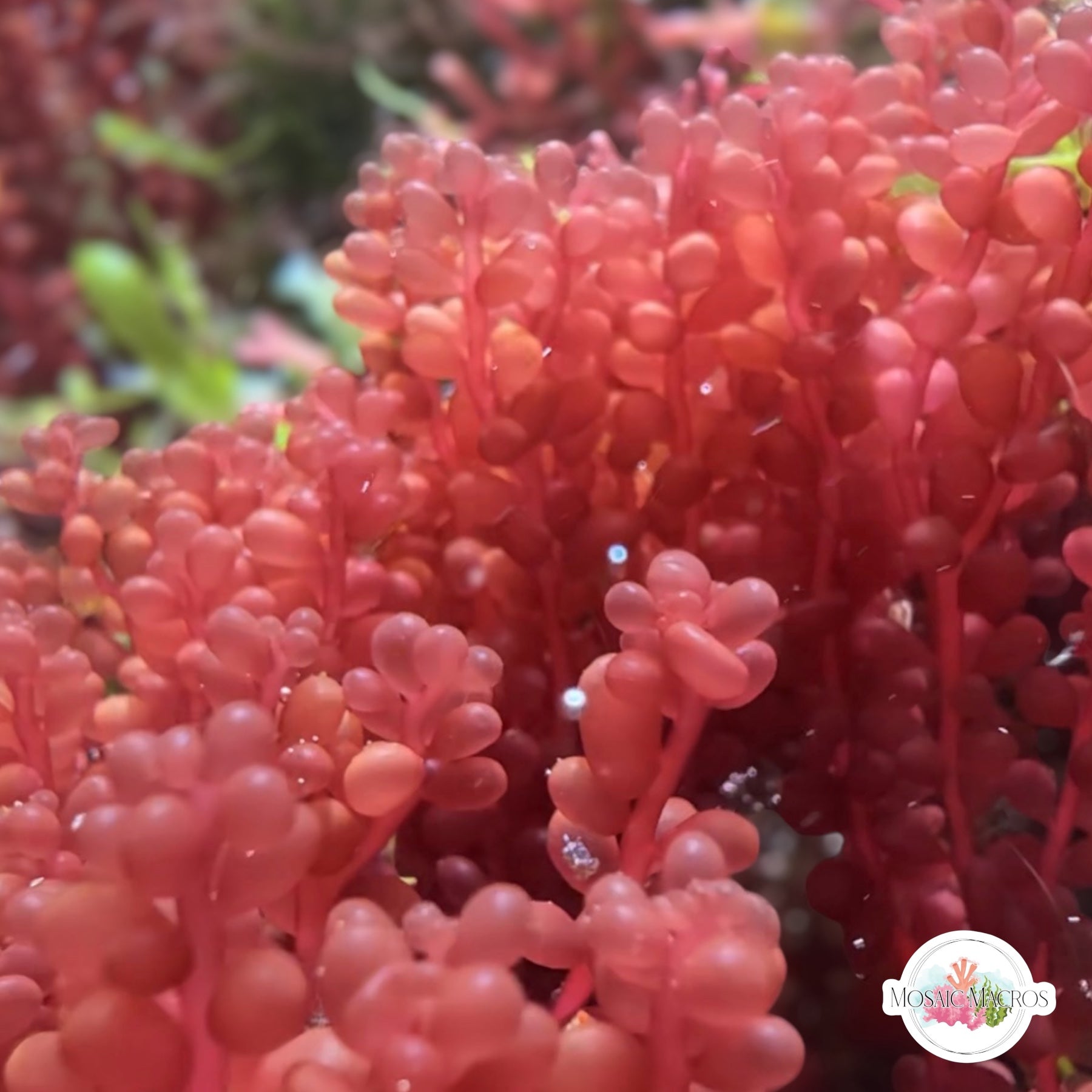 Red Grape Macroalgae | Botryocladia occidentalis – MosaicMacros