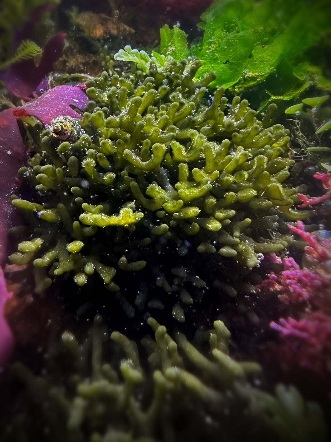 Chlorophyta (Green Algae) – MosaicMacros