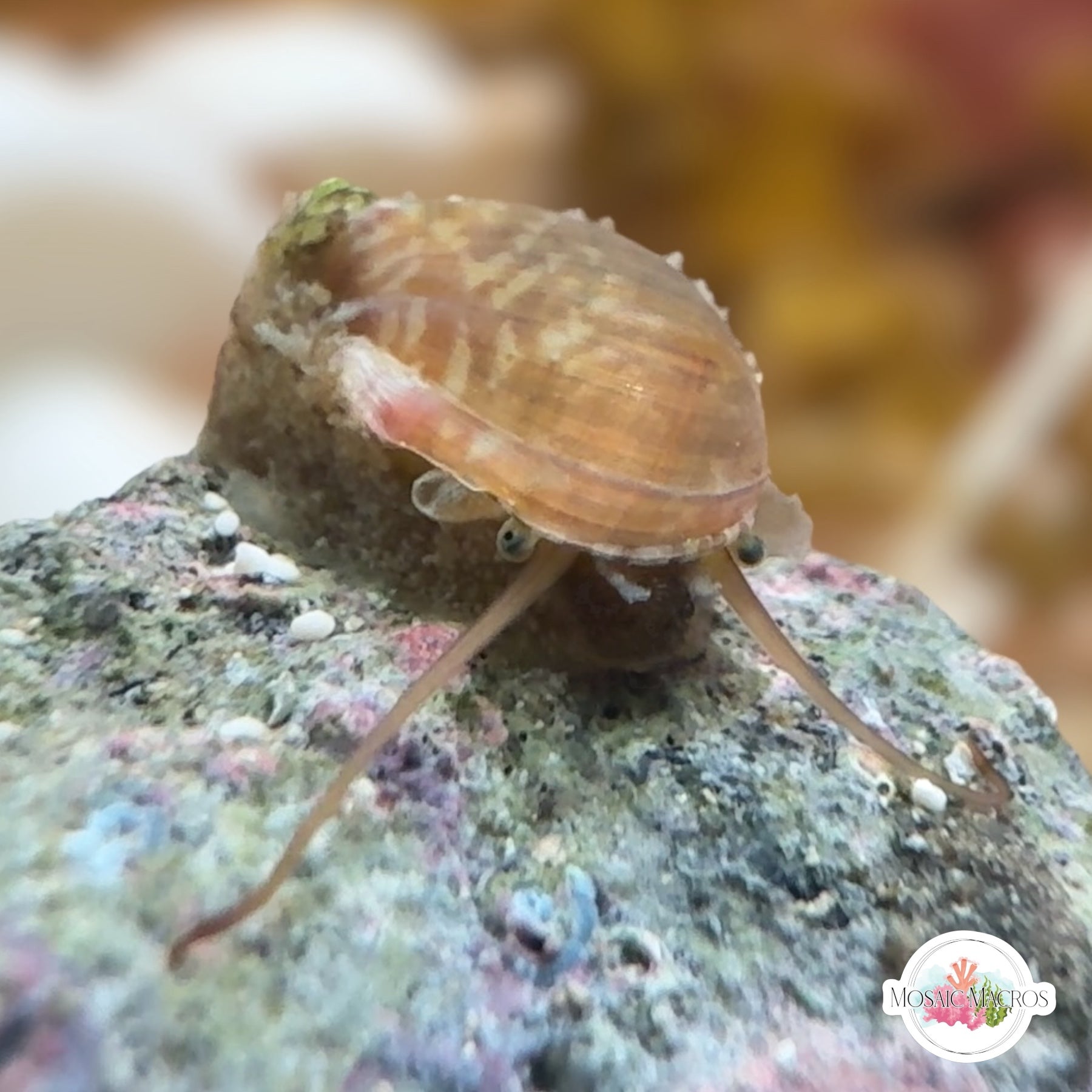 Stomatella Snail | Stomatella sp. – MosaicMacros