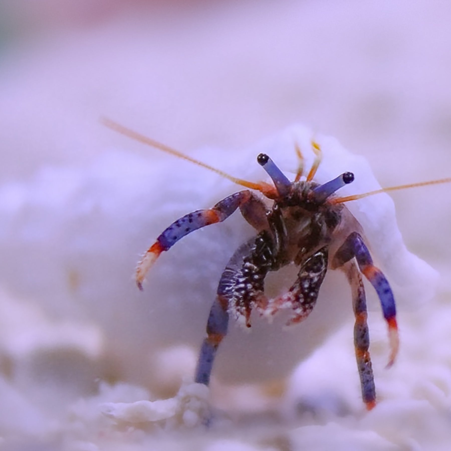 Dwarf Blue-Legged Hermit Crab | Clibanarius tricolor – MosaicMacros