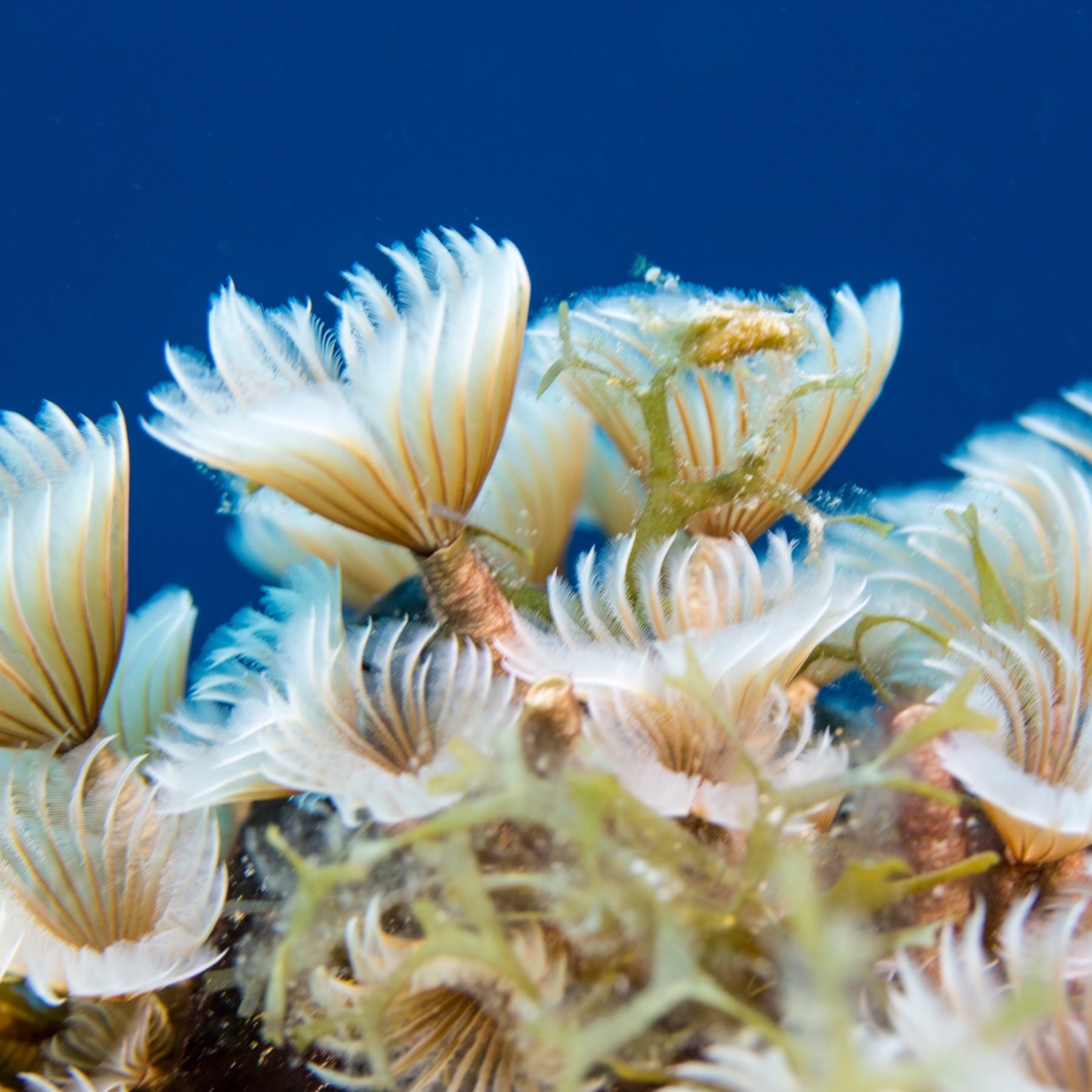 Mini Feather Duster | Sabellidae spp. – MosaicMacros