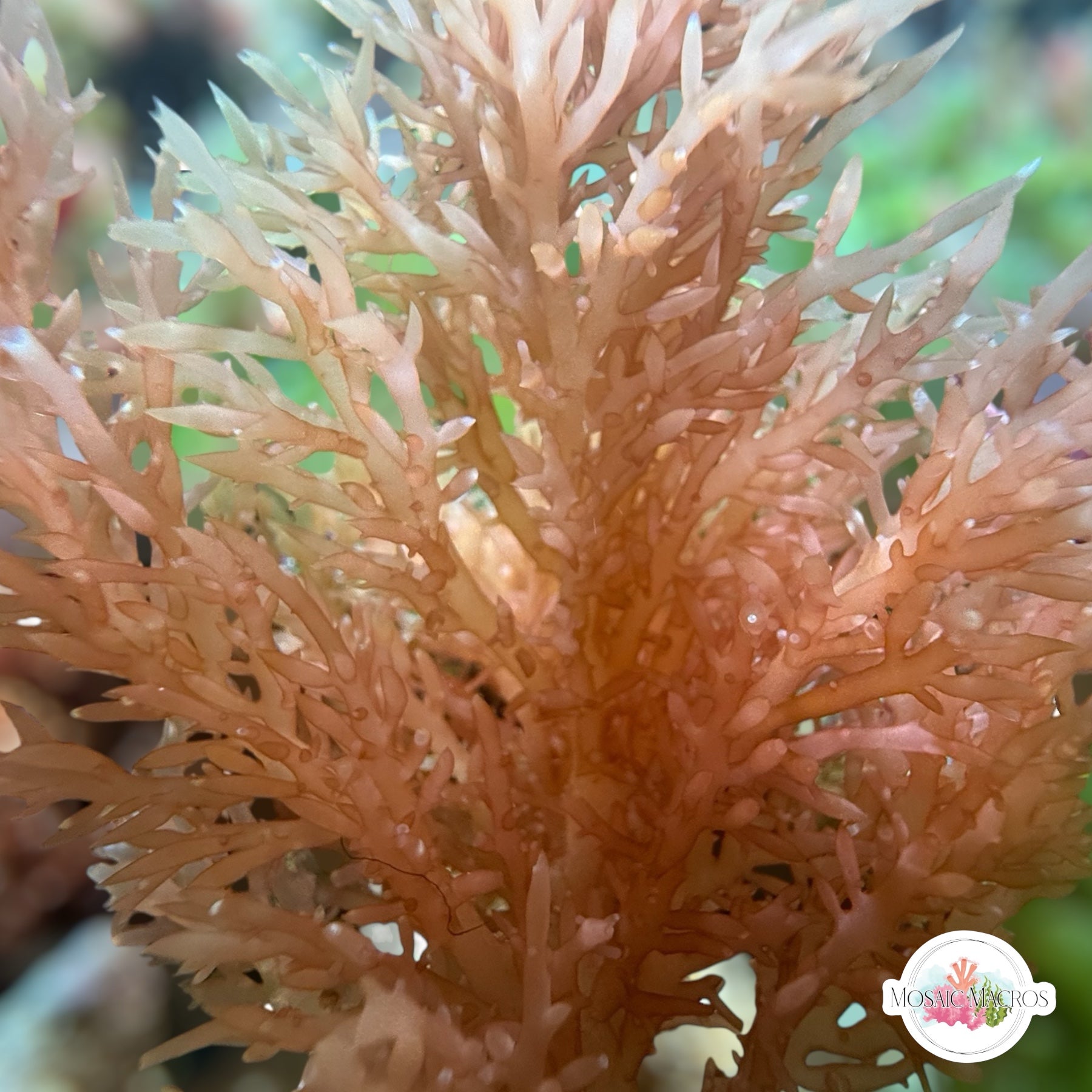 MosaicMacros - Saltwater Macroalgae for Sale for the Reef Tank