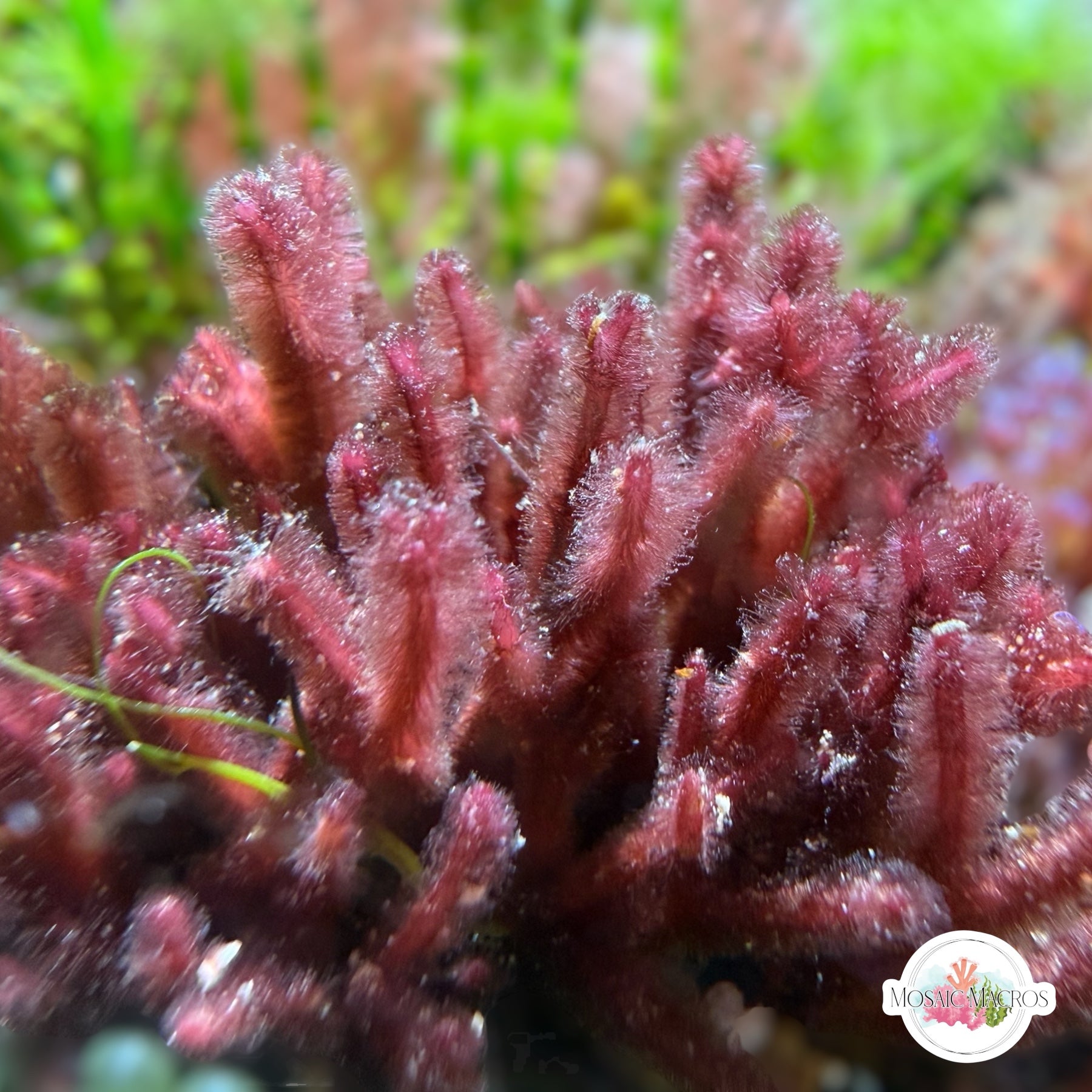 Bramble Thicket Macroalgae | Galaxaura sp. – MosaicMacros