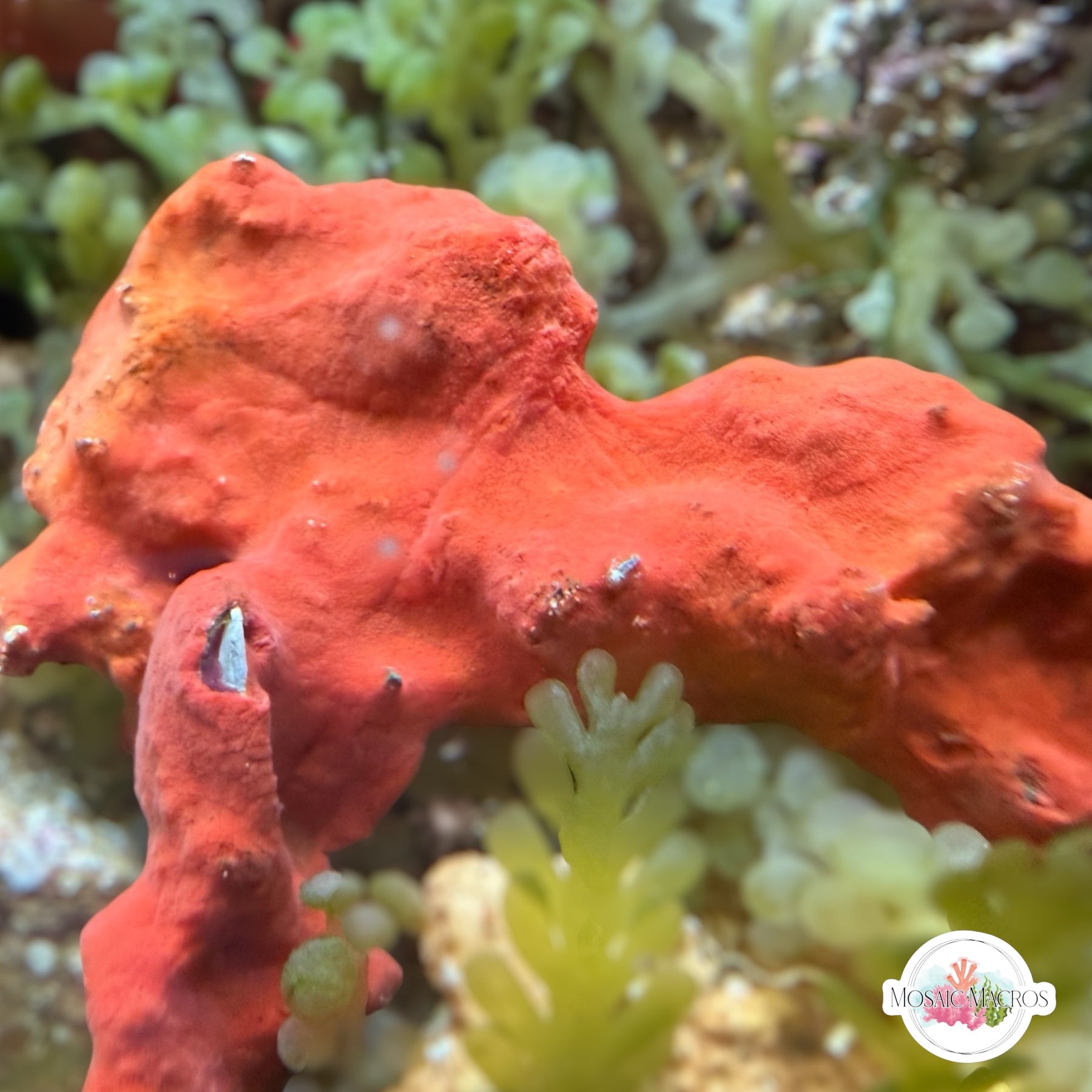 Orange Encrusting Sponge | Unknown sp. – MosaicMacros