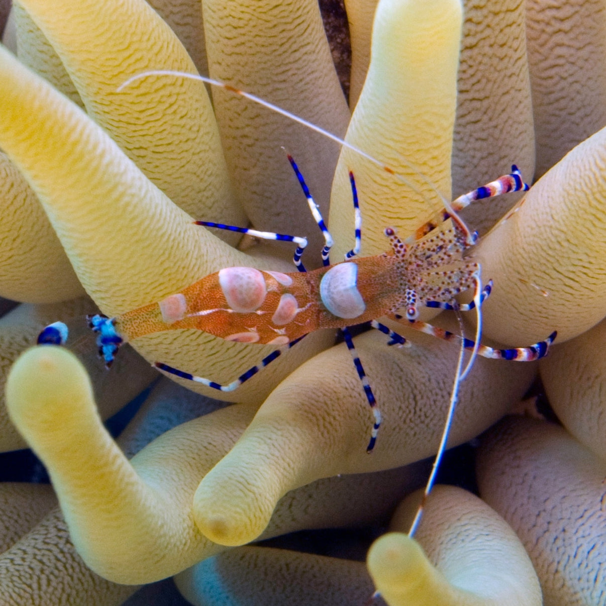 Spotted Anemone Shrimp | Periclimenes sp. – MosaicMacros